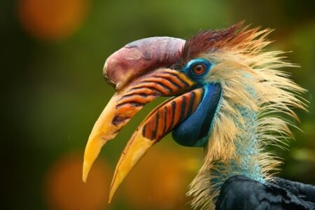 15 Interesting Birds You Didn’t Know About - Earth.com