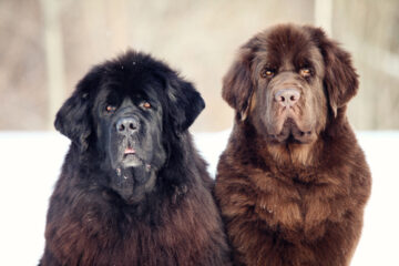 The Newfoundland Dog • Earth.com • Earthpedia Animals