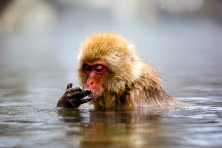 Snow monkeys go fishing to survive during the winter • Earth.com