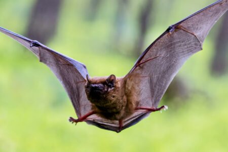 Understanding bat hibernation may be key to their survival • Earth.com