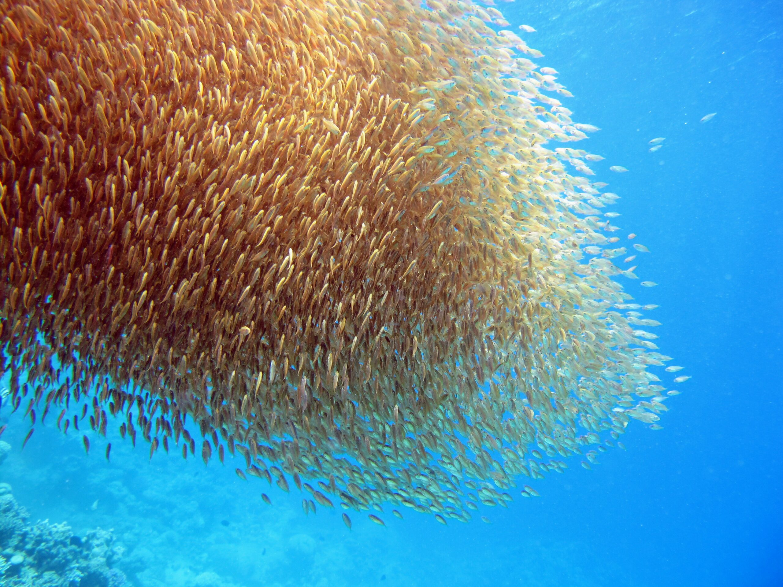 Patches of plenty explain the ocean food paradox - Earth.com