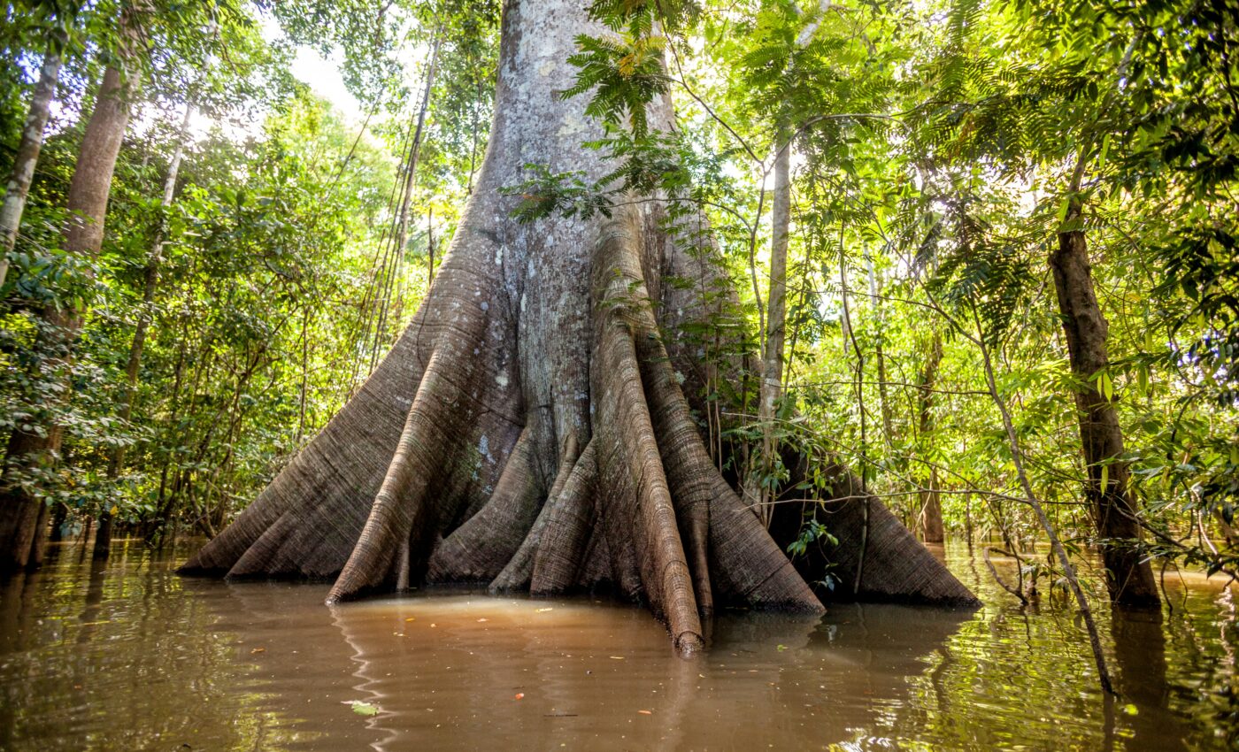 Which Types Of Trees Found In The Amazon Basin - Infoupdate.org