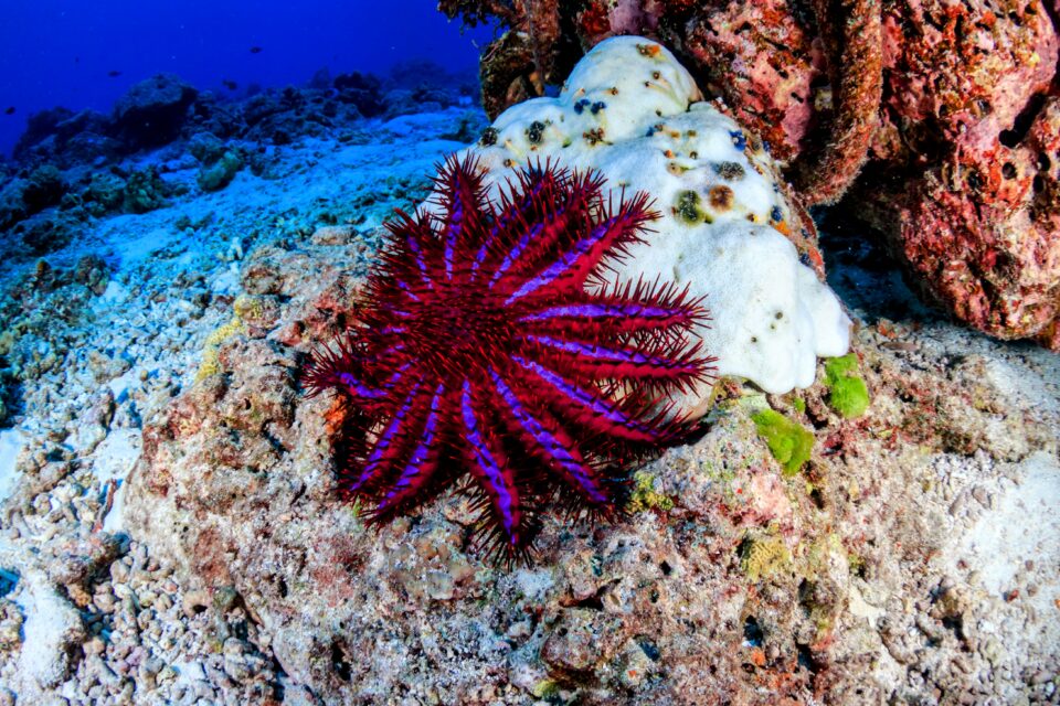 Fish protect corals by feeding on crown-of-thorns starfish • Earth.com