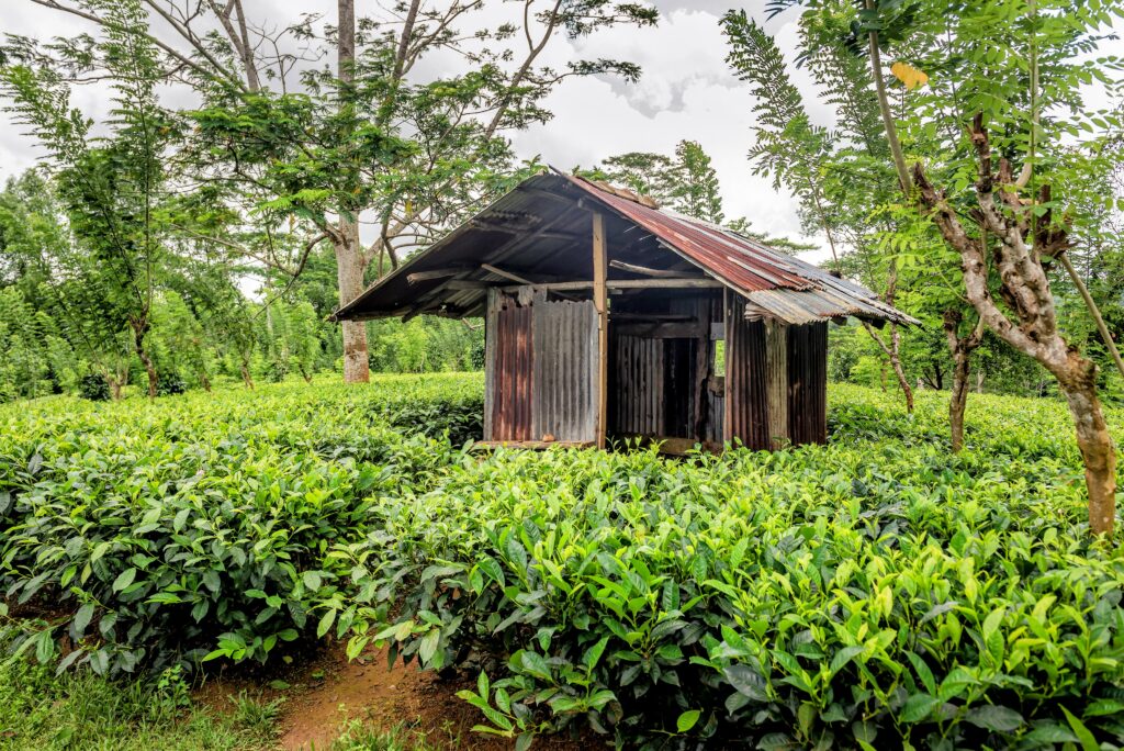 Tropical forests regrow naturally on abandoned farmlands • Earth.com