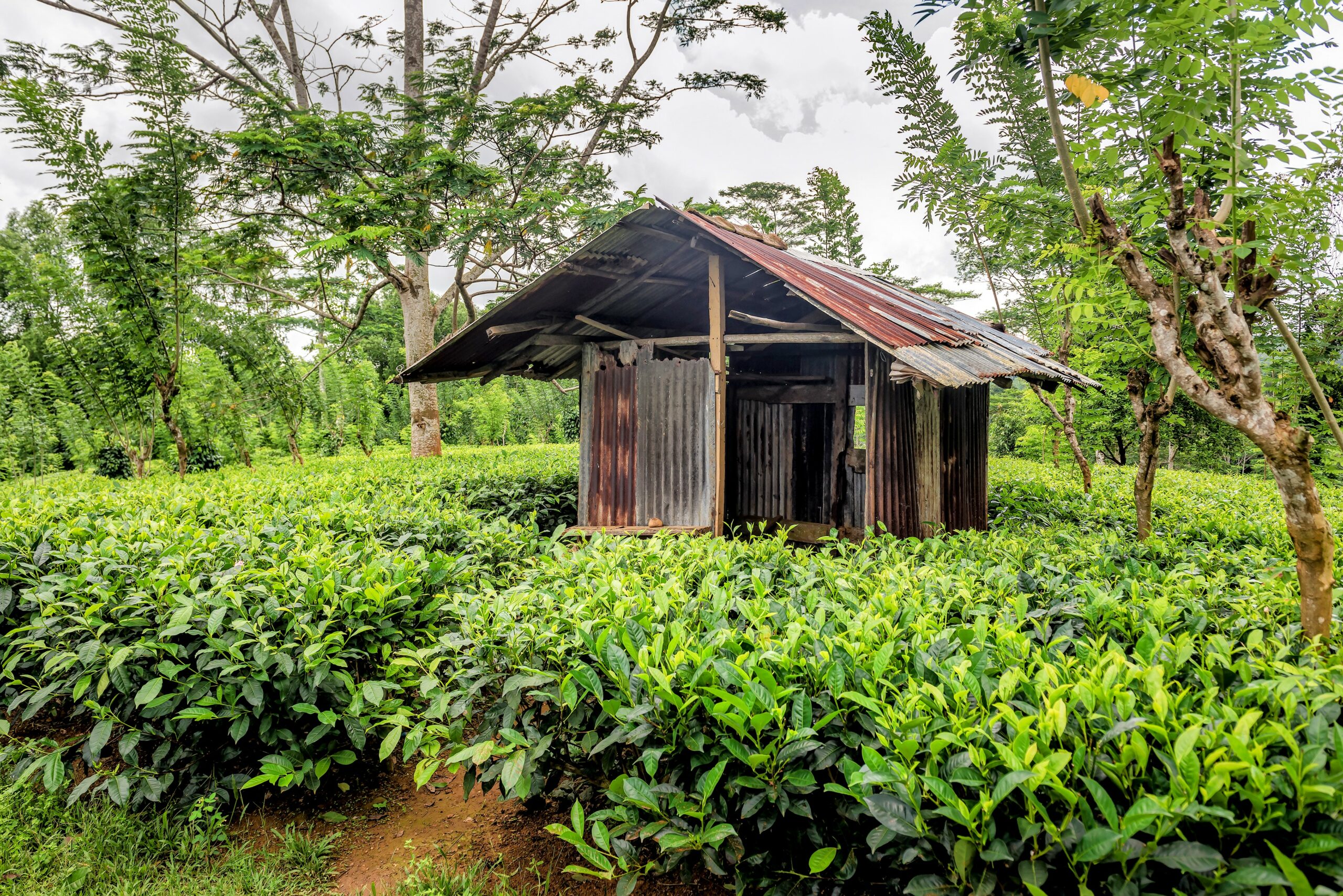 Tropical forests regrow naturally on abandoned farmlands - Earth.com