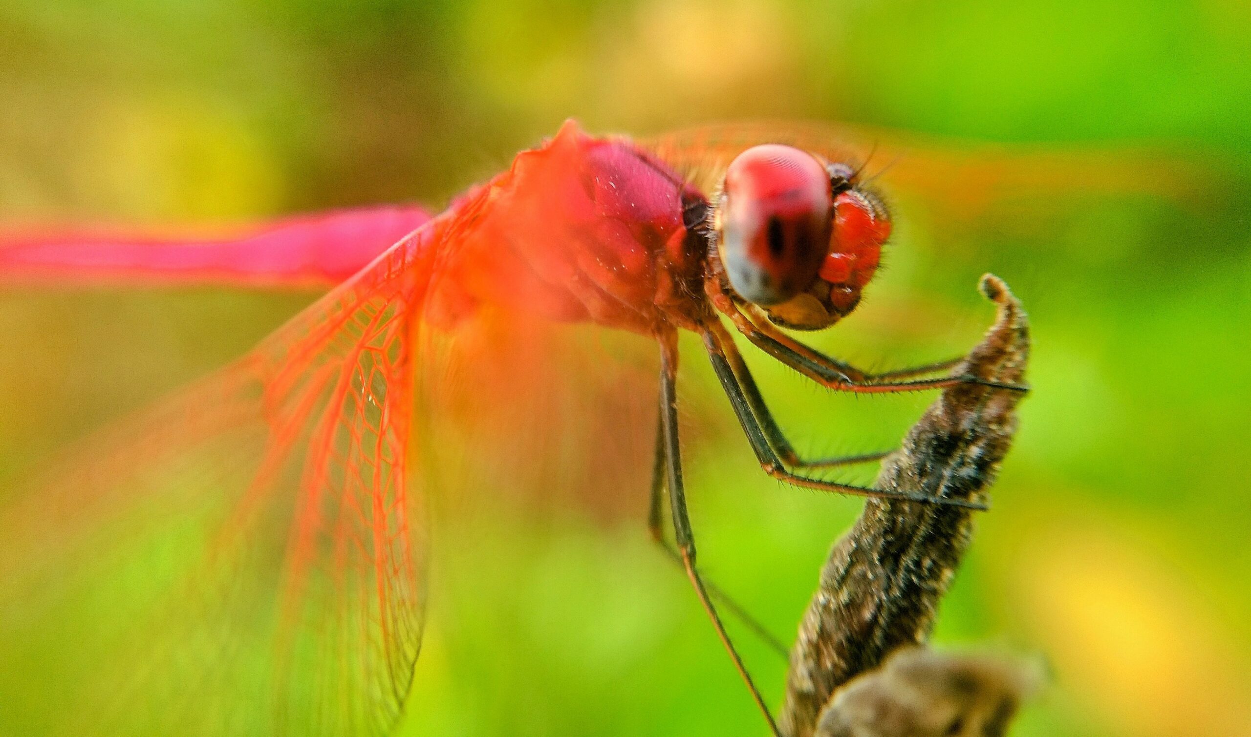 Hundreds of dragonfly species at risk of extinction - Earth.com