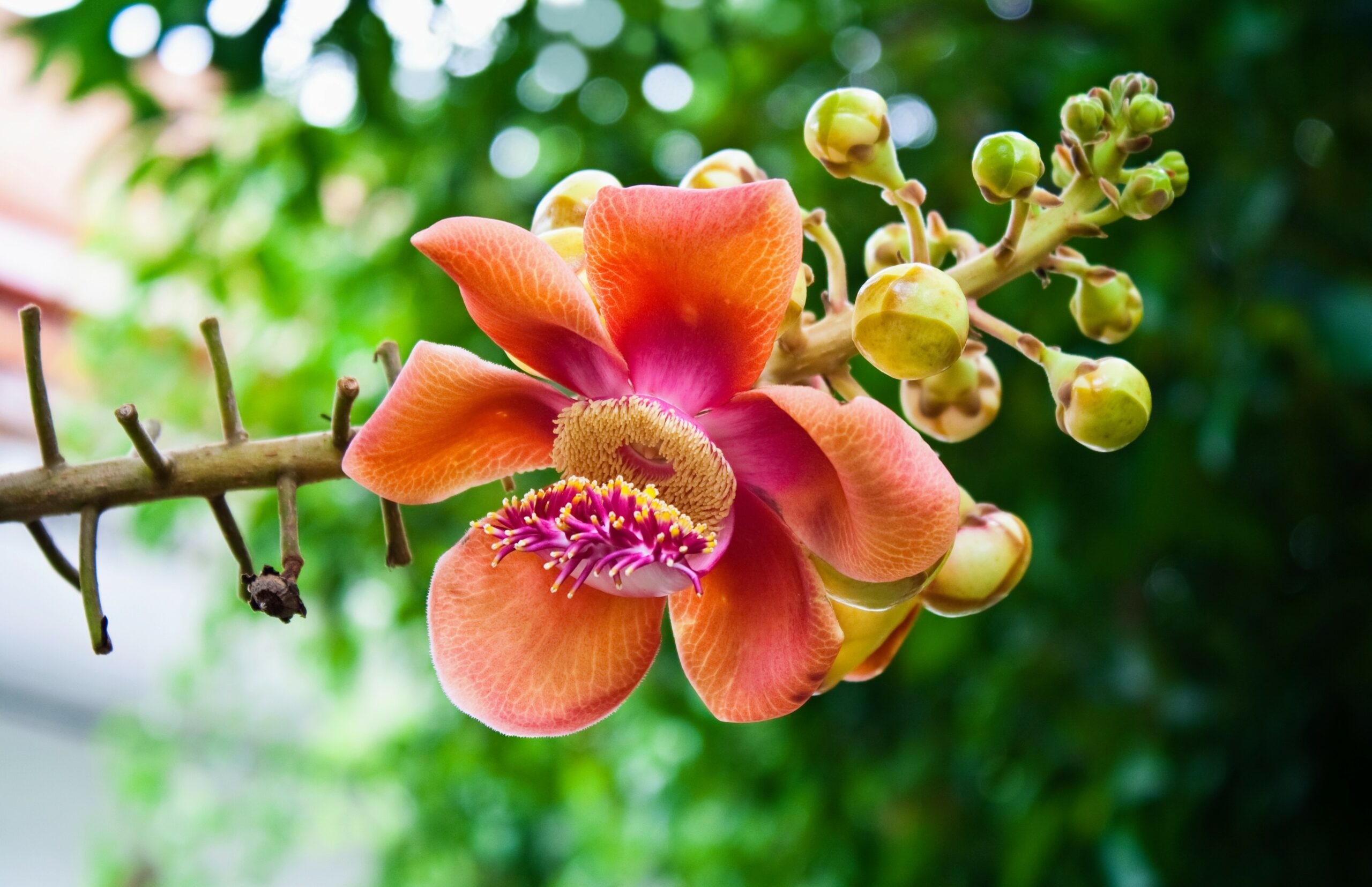 Rare plants are displaced by more common species - Earth.com