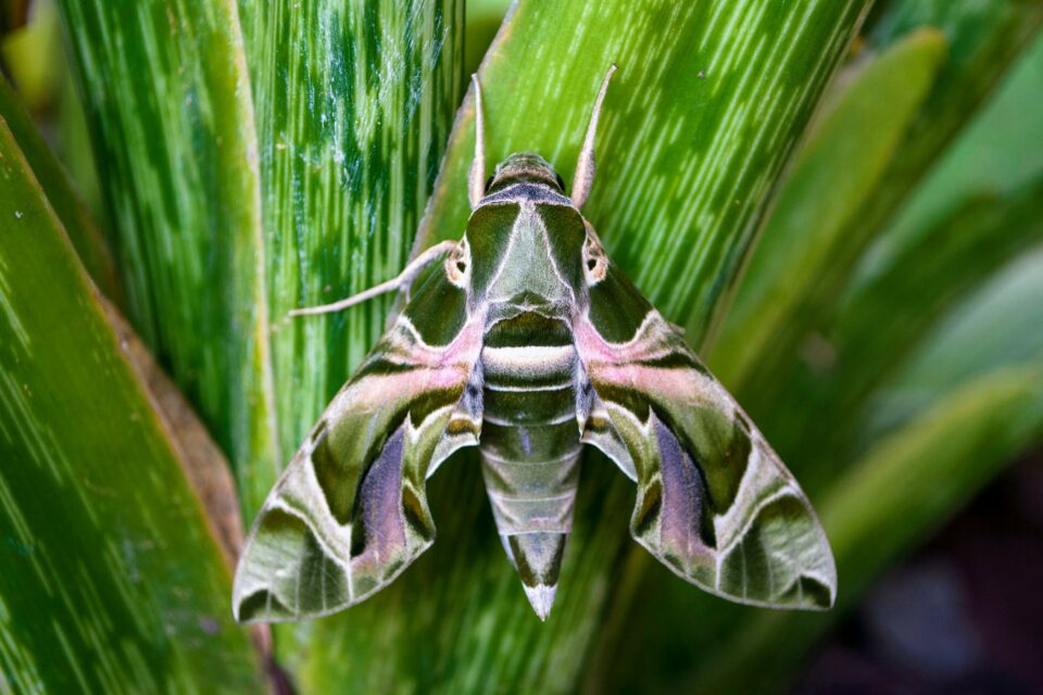 Scientists can detect insect DNA in air samples • Earth.com