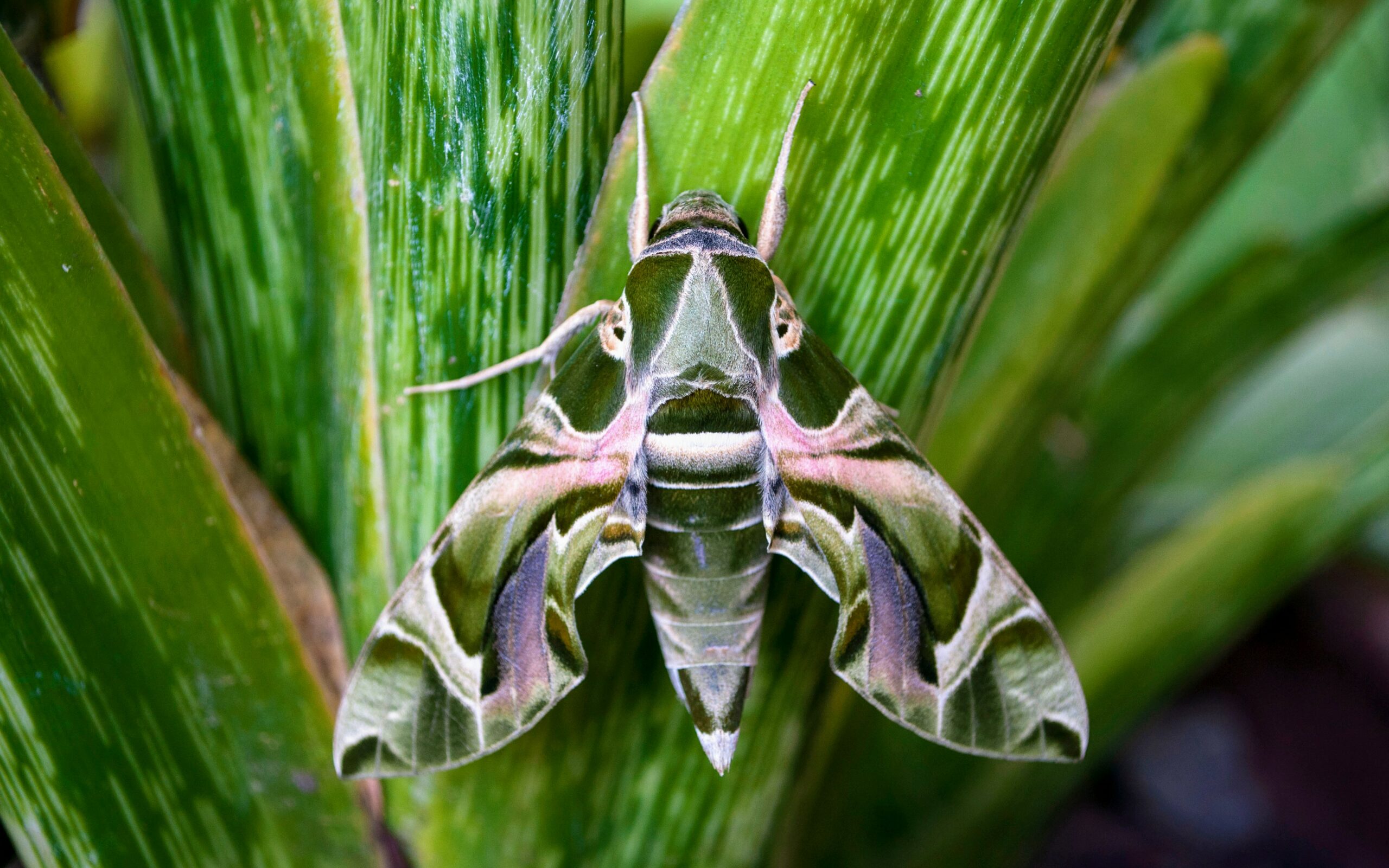 Scientists can detect insect DNA in air samples - Earth.com