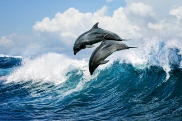 Dolphins have genetically mastered the art of adapting • Earth.com