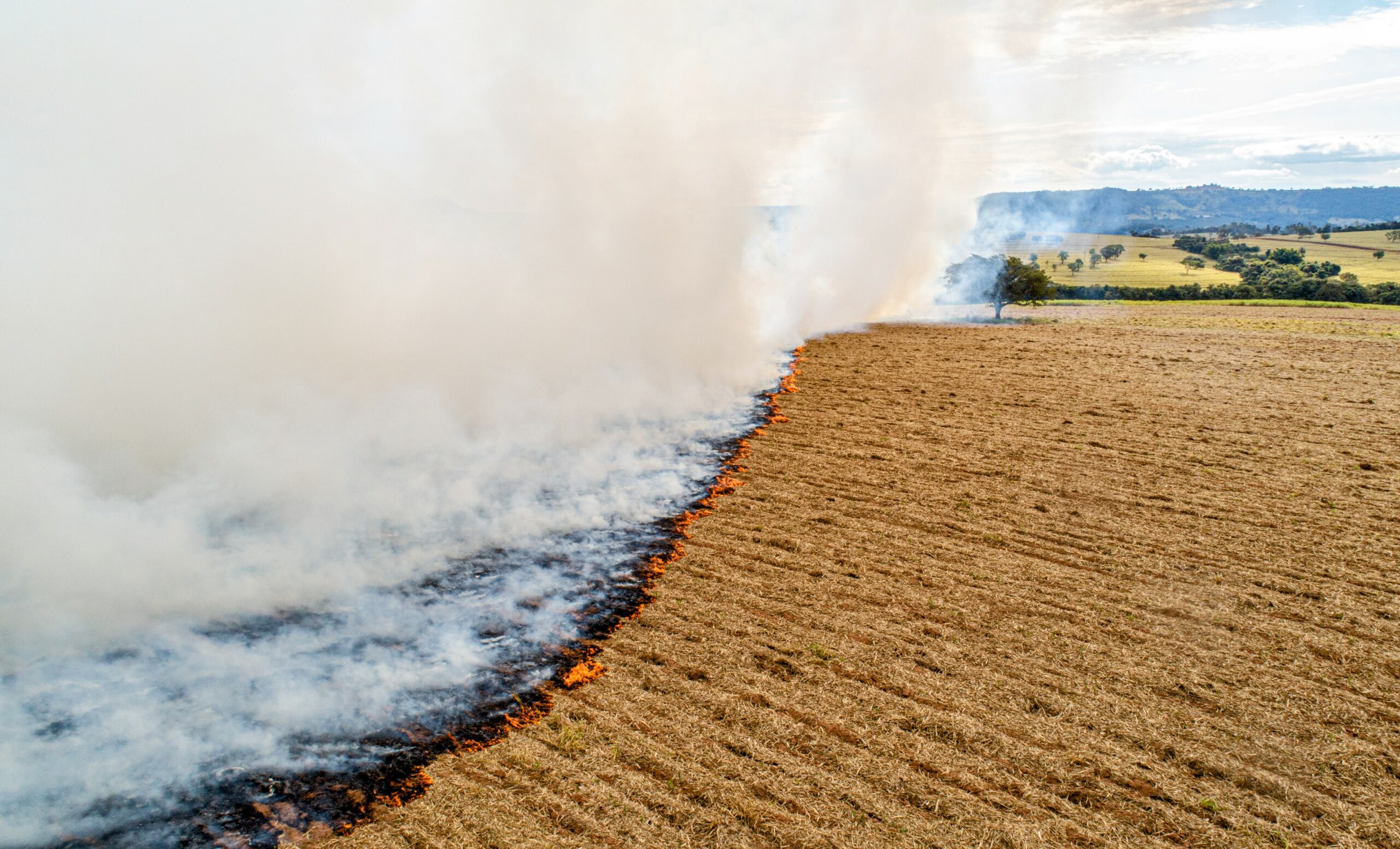 Nearly 17 million animals perished in Brazilian wildfires - Earth.com