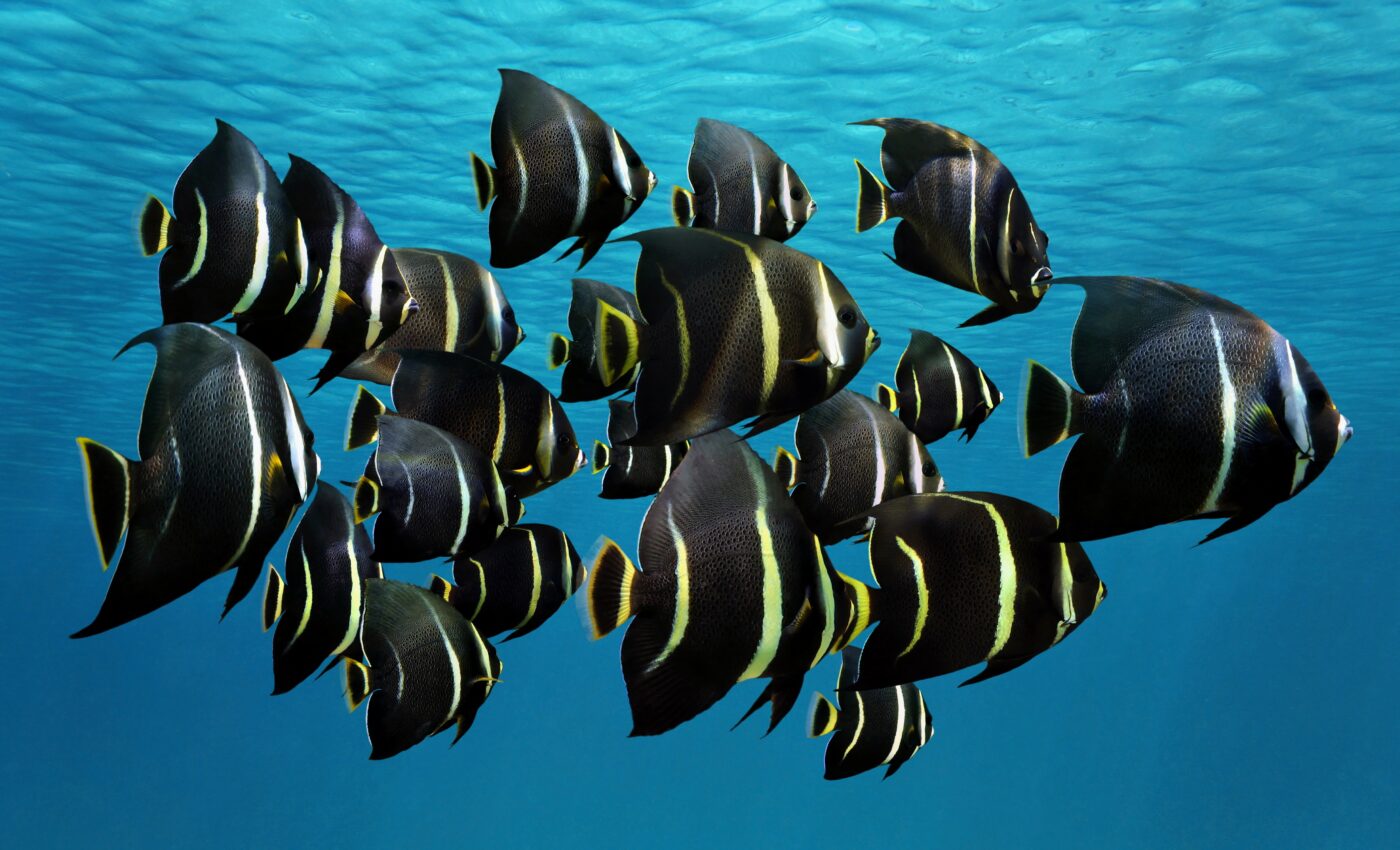 Shoals Of Fish Shoaling And Schooling Wikipedia