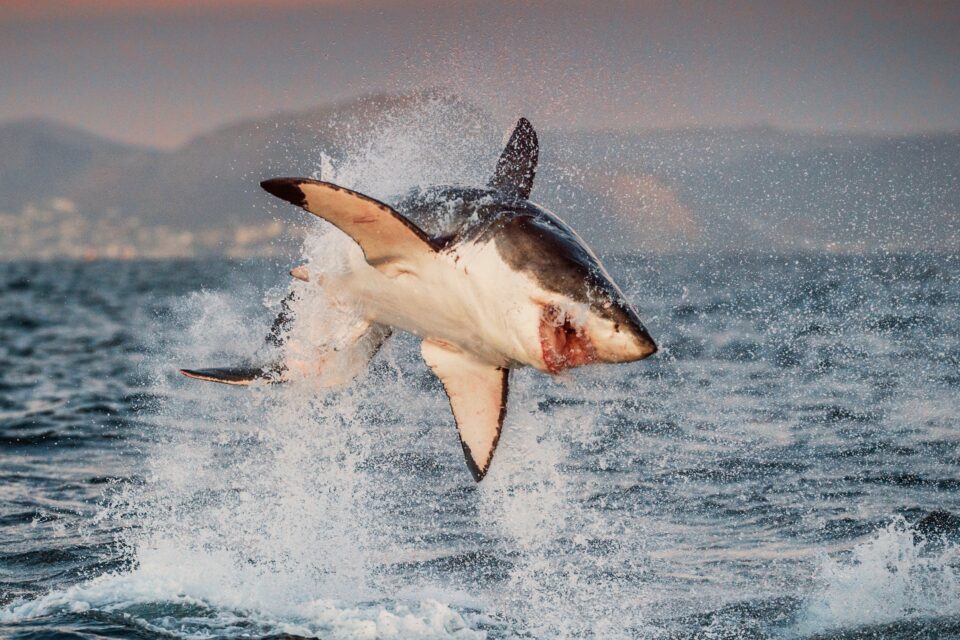 Shark proteins can neutralize different coronaviruses • Earth.com