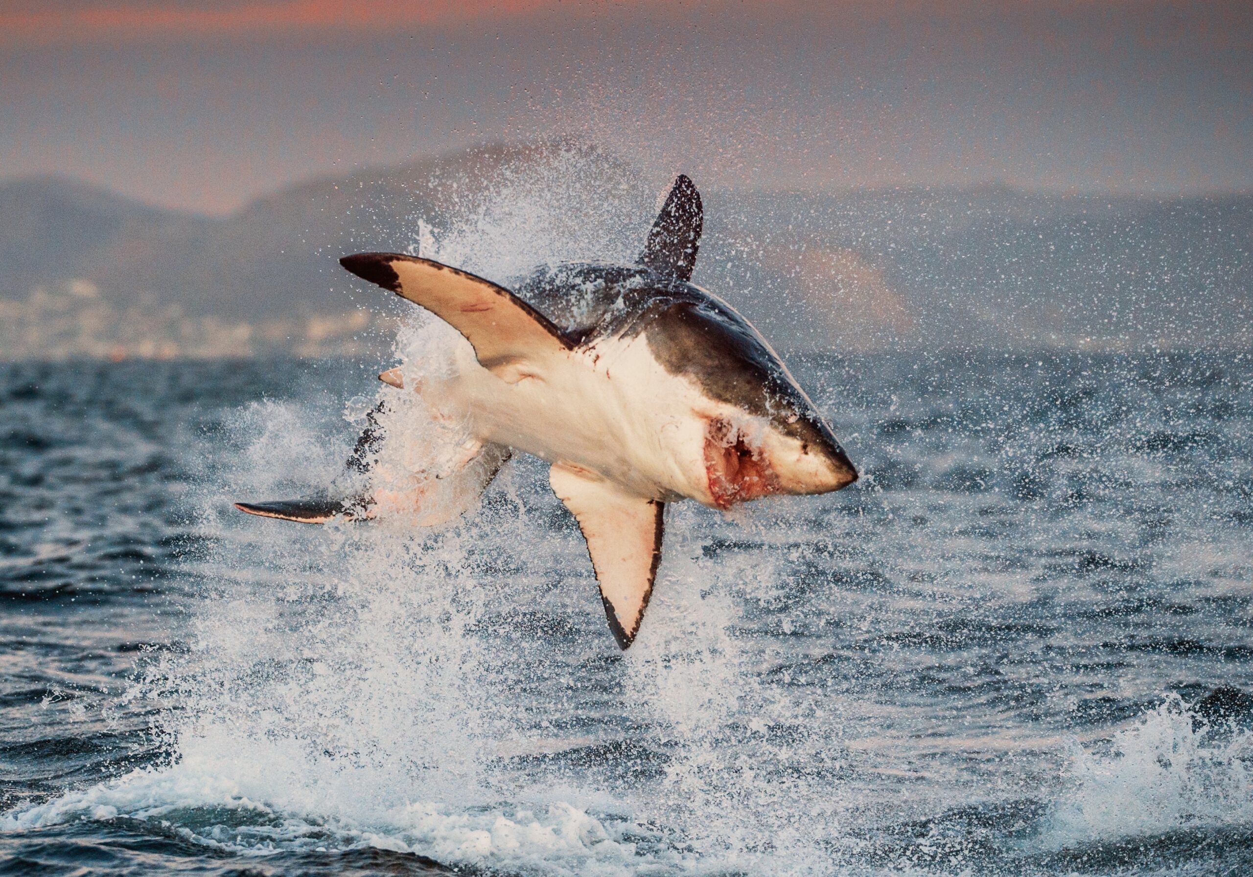 Shark proteins can neutralize different coronaviruses - Earth.com