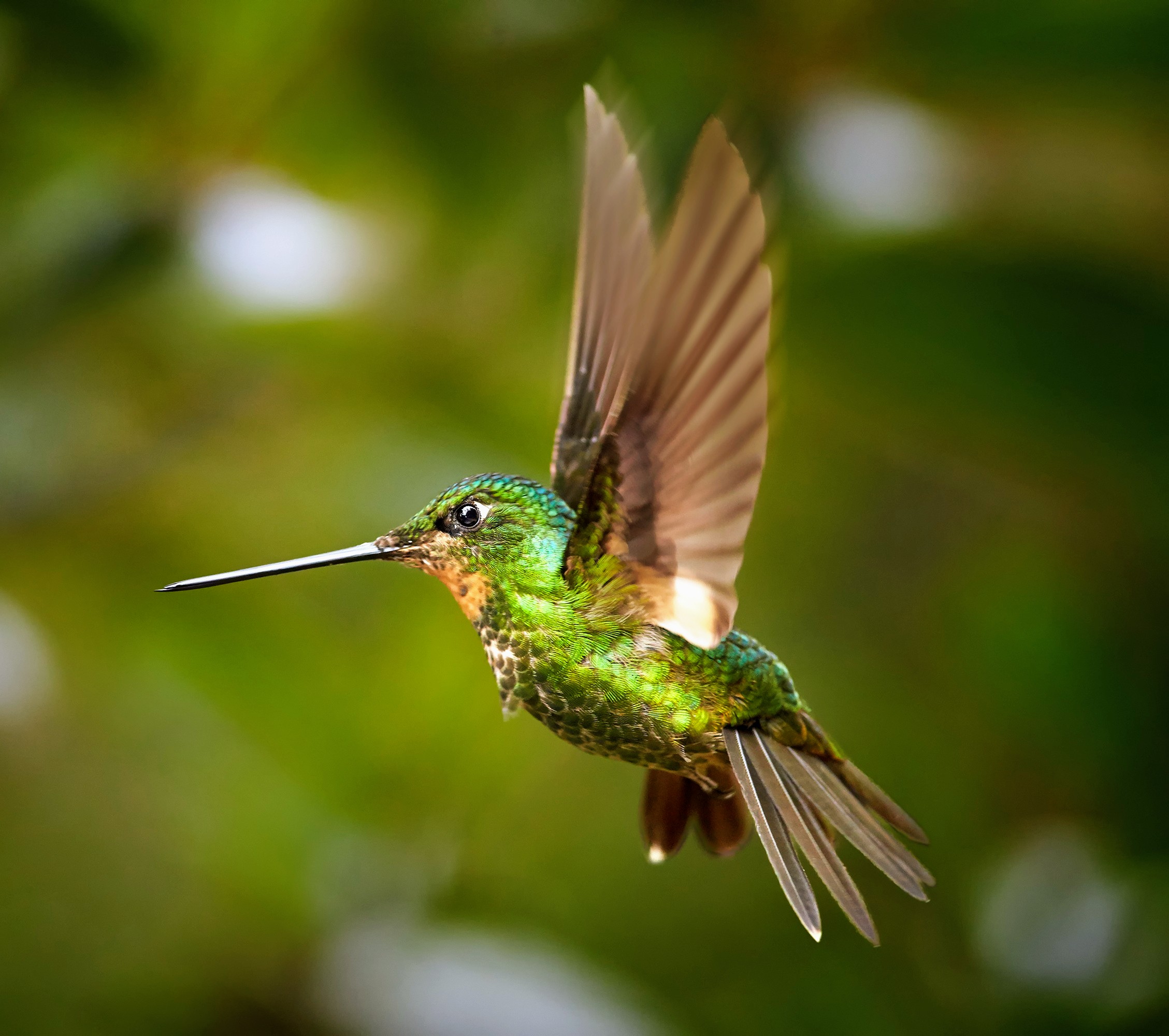 International project is searching for lost birds - Earth.com