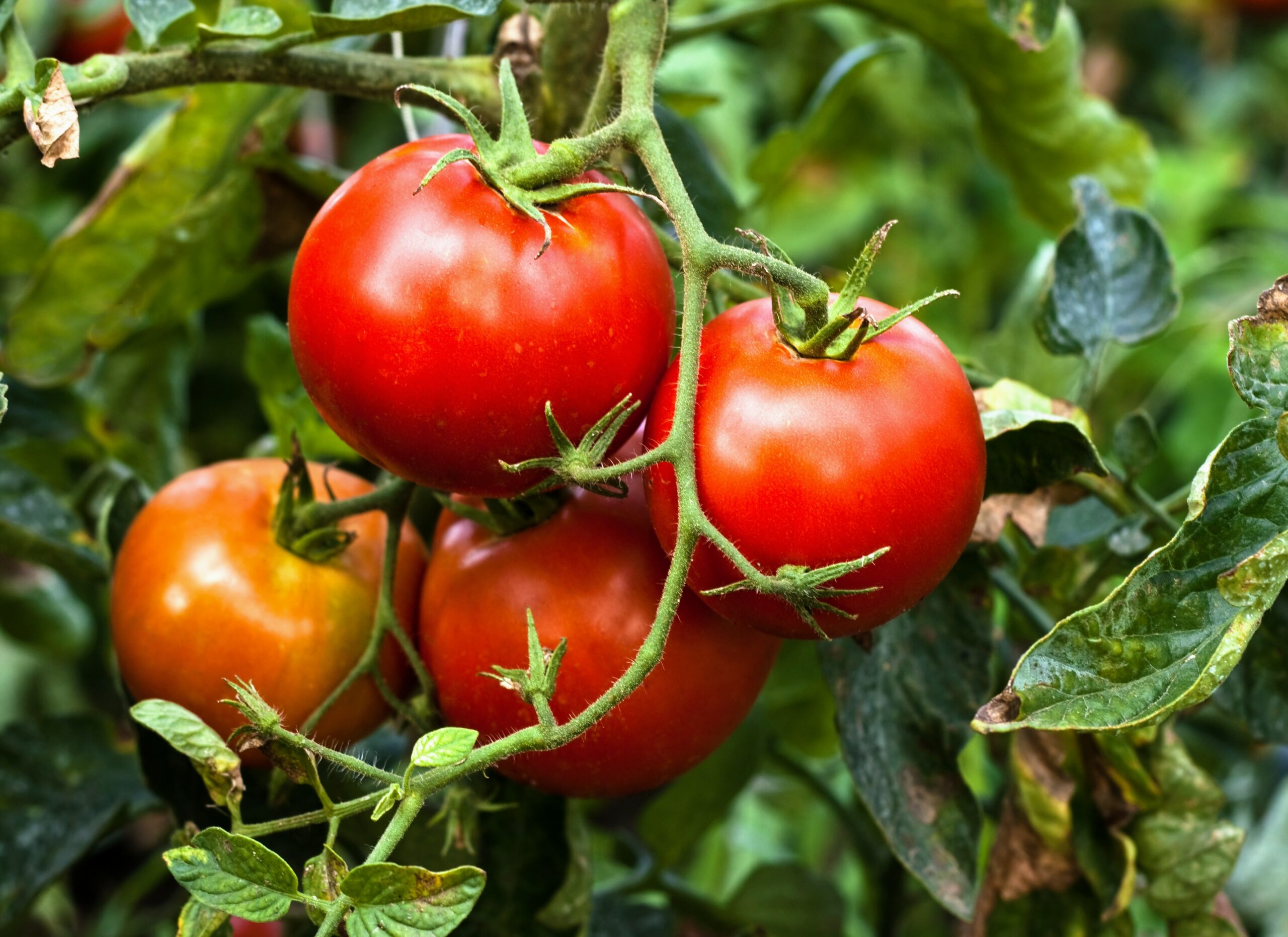 Bacteria sneak past tomato’s defense mechanisms - Earth.com