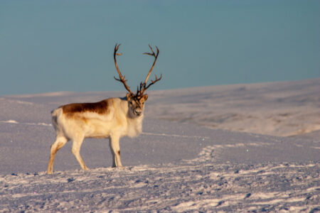 Largest On Earth: Caribou Migration - Earth.com