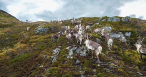 Largest On Earth: Caribou Migration • Earth.com