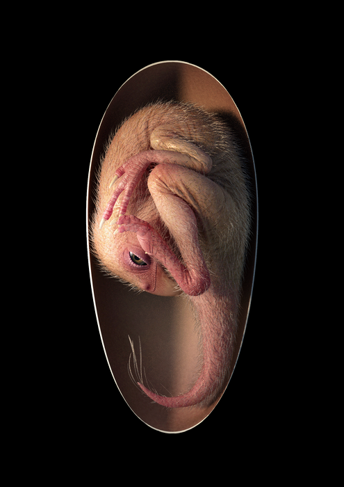 Dinosaur embryo suggests bird-like pre-hatching posture - Earth.com