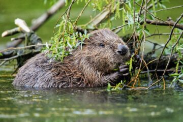 Migrating beavers change the landscape of the Arctic • Earth.com