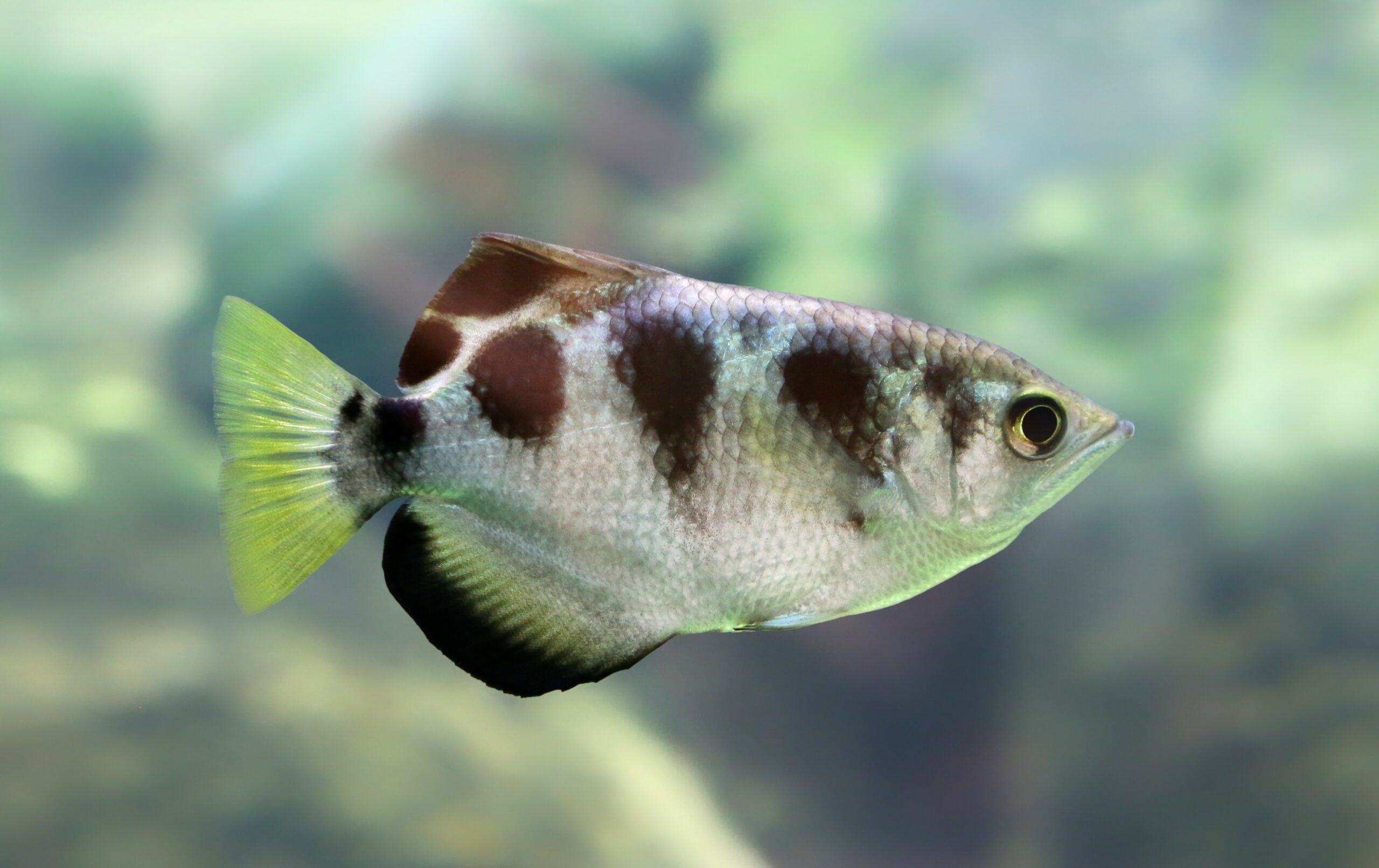 Banded archerfish are capable of counting - Earth.com