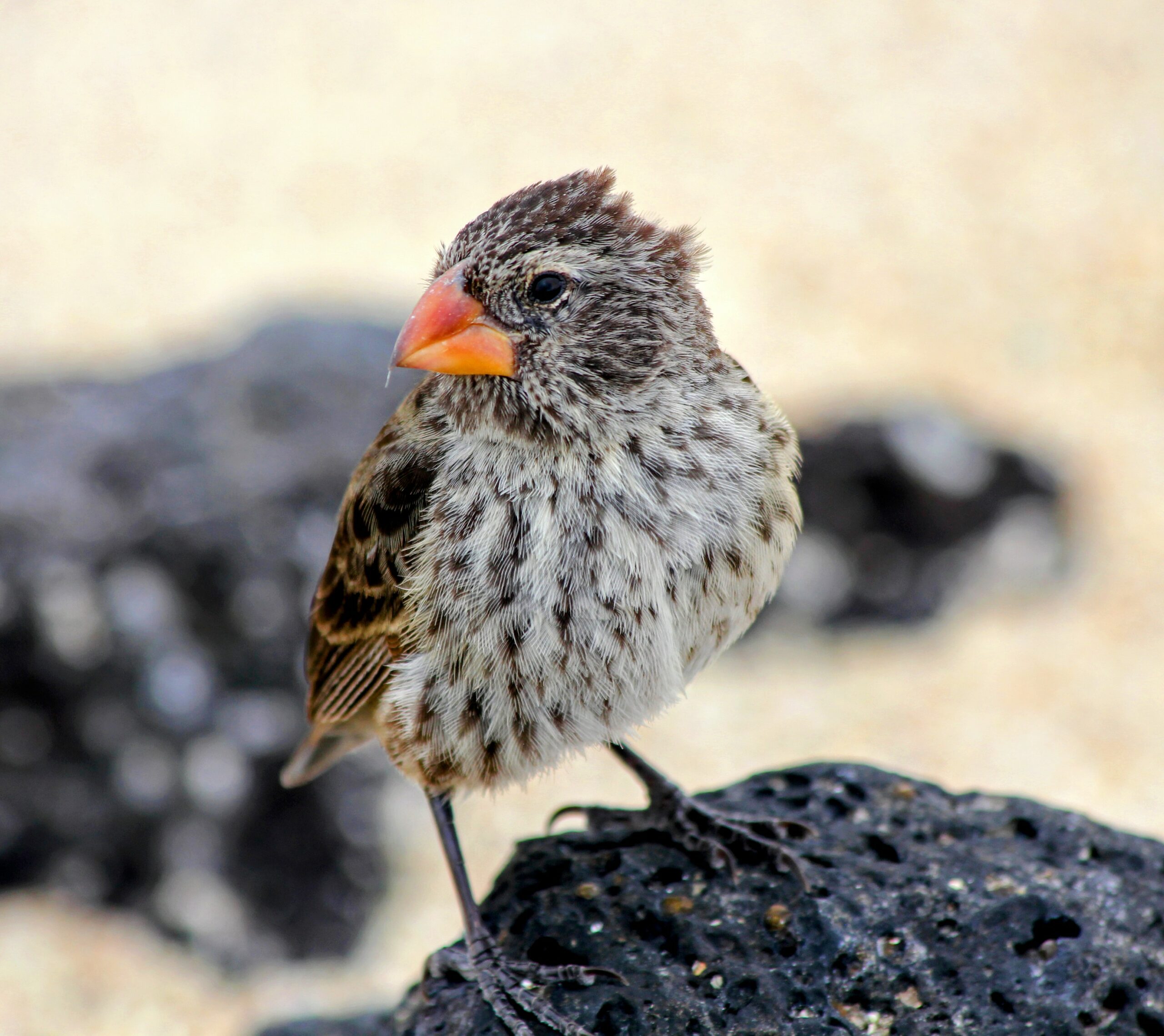 Vampire flies are changing the behavior of Darwin’s finches - Earth.com