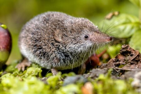 Breakthrough study describes 14 new species of shrews • Earth.com