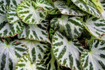 World's tallest Begonia species discovered in Tibet • Earth.com
