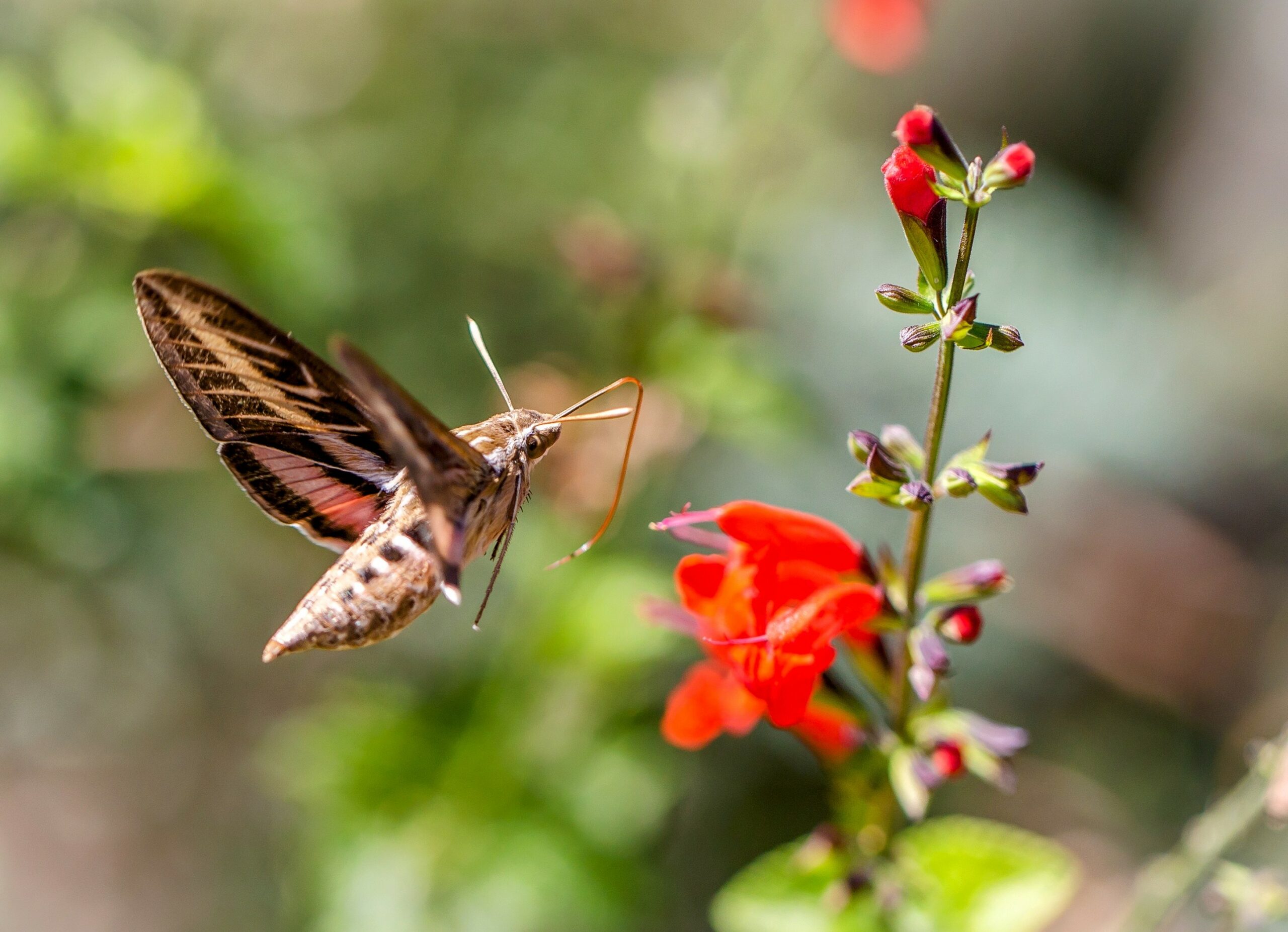 Hundreds of new species were discovered in 2021 - Earth.com