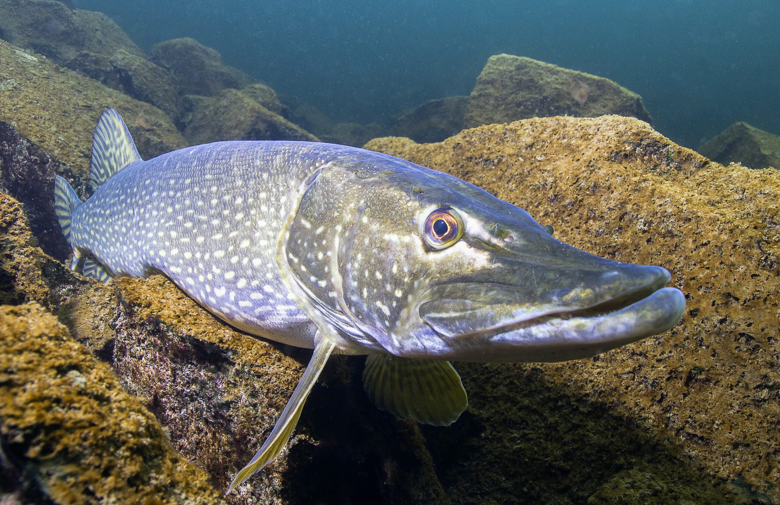 Respiratory stress is linked to the sexual maturation of fish - Earth.com