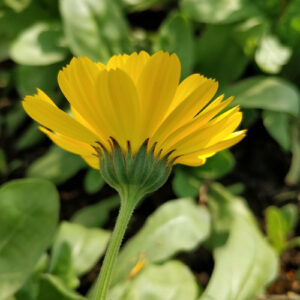 Step into the Beautiful World of Flower Anatomy - Earth.com