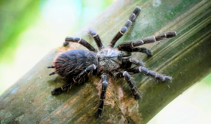 New tarantula found in Thailand lives in bamboo stalks - Earth.com