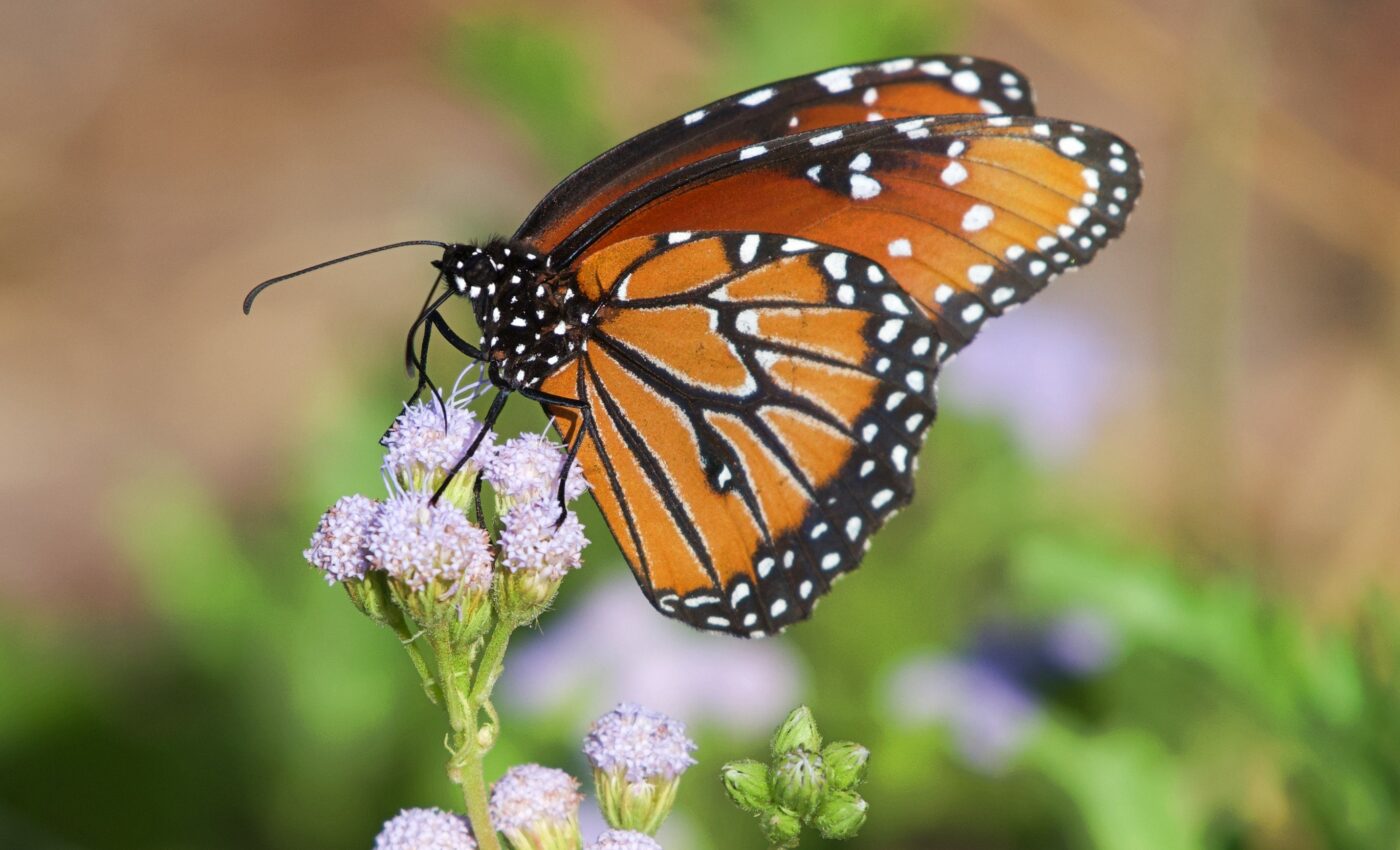Poisonous Butterflies