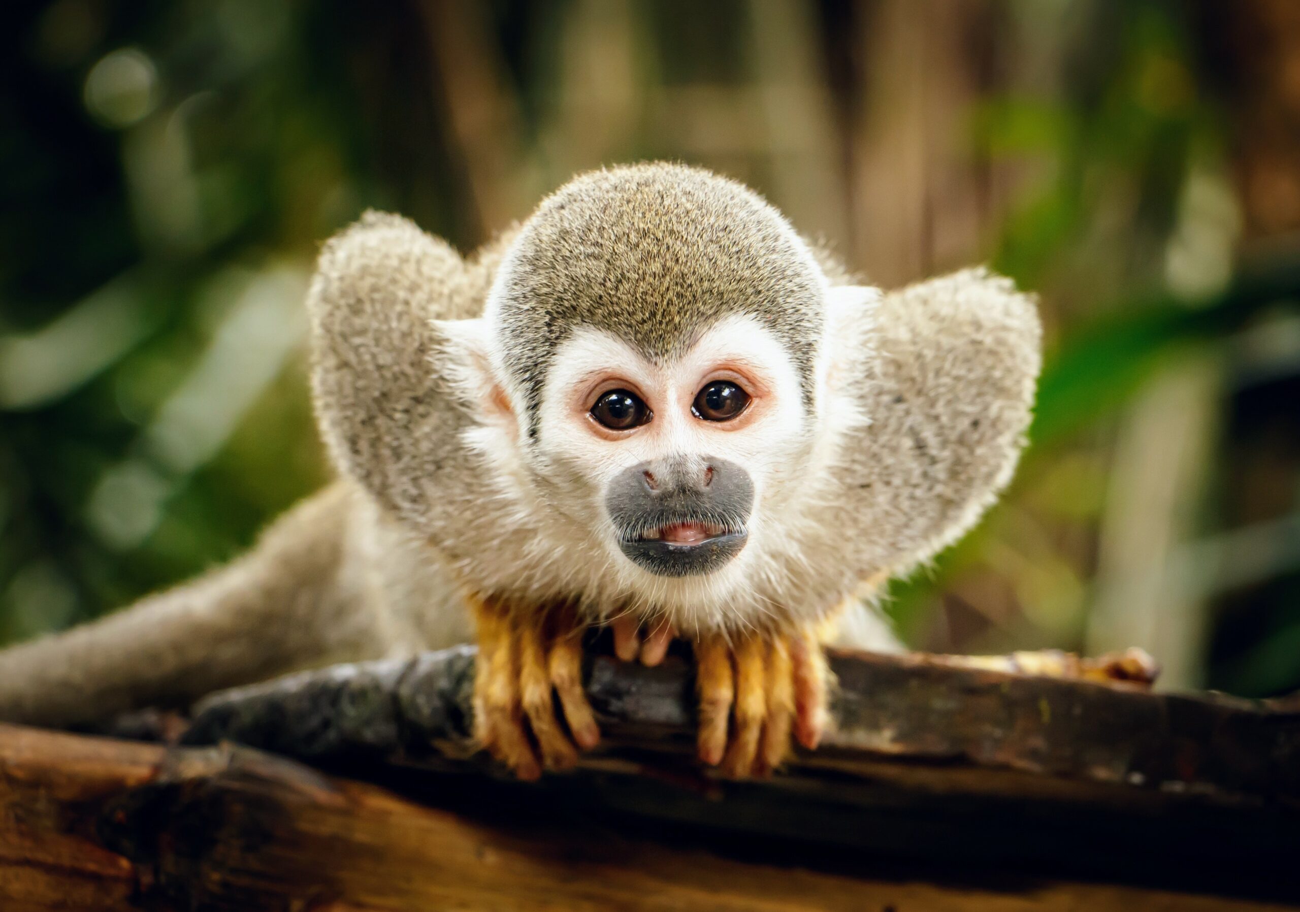 New technology developed to protect the Amazon - Earth.com