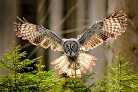 Owl wings inspire noise reduction in wind turbines and aircraft • Earth.com
