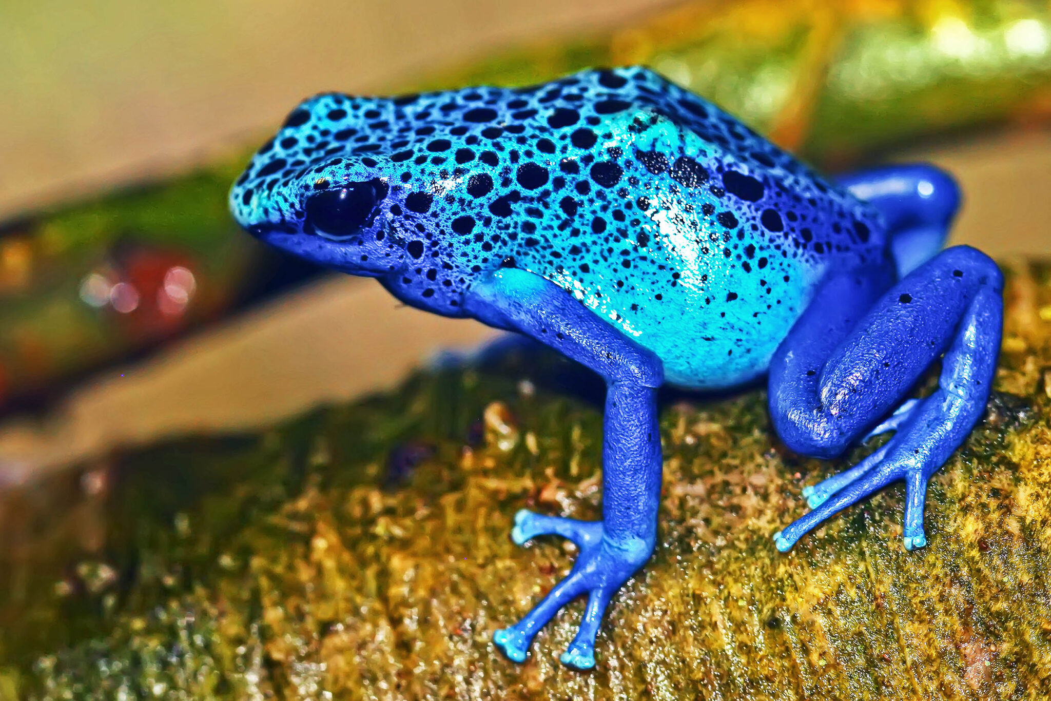 Venomous vs. Poisonous, What's the Difference? (Hint: They'll Both Kill ...