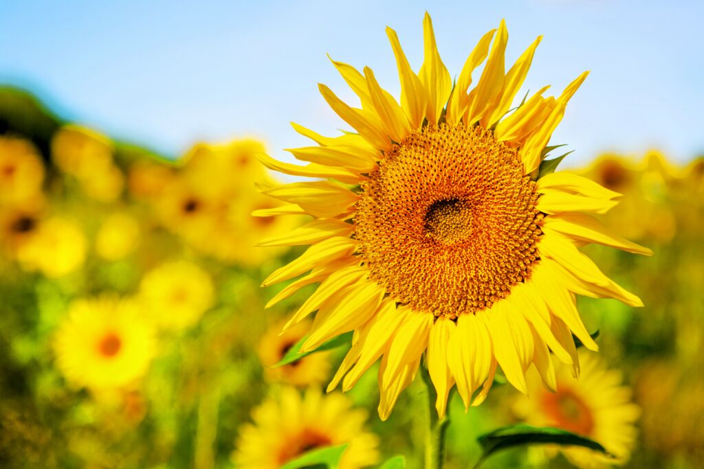 "Invisible" colors in sunflowers do more than just attract bees • Earth.com