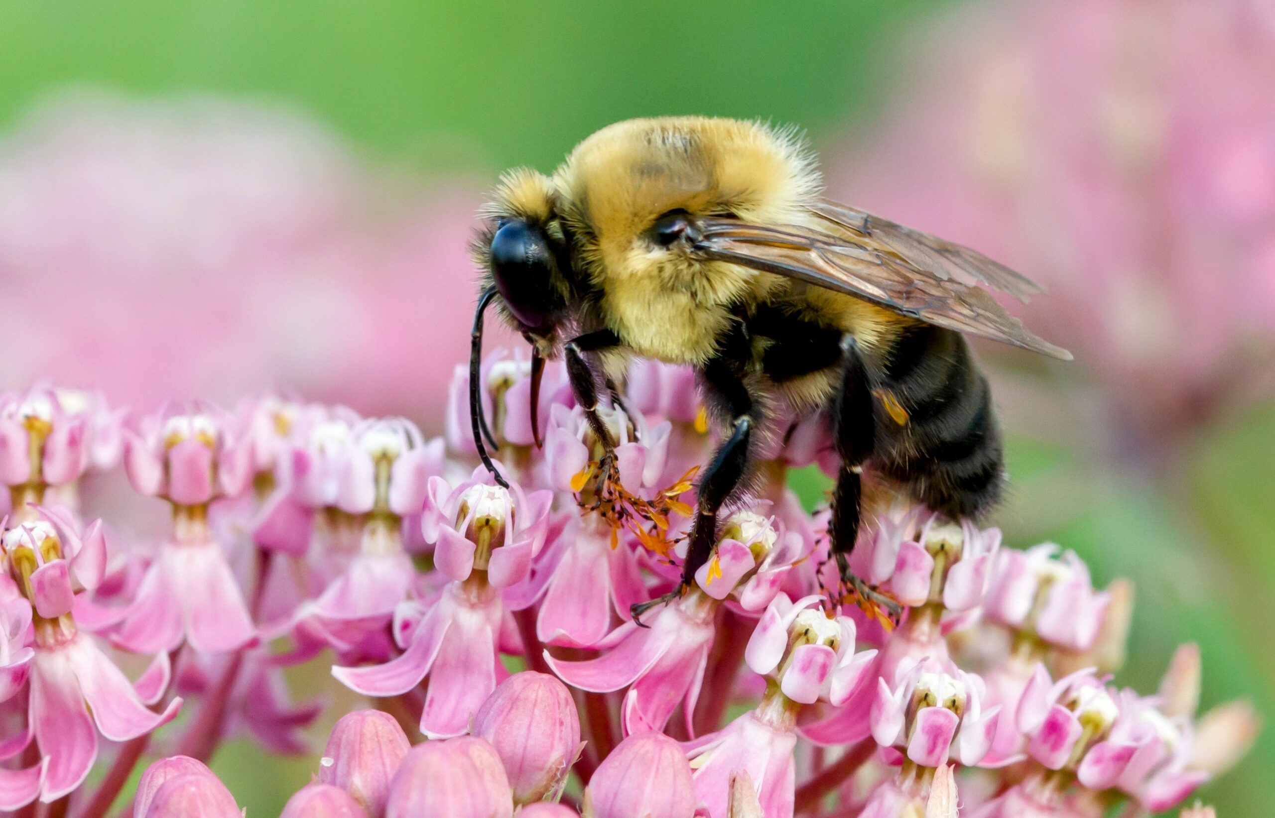 Air pollutants confuse pollinators and reduce food production - Earth.com