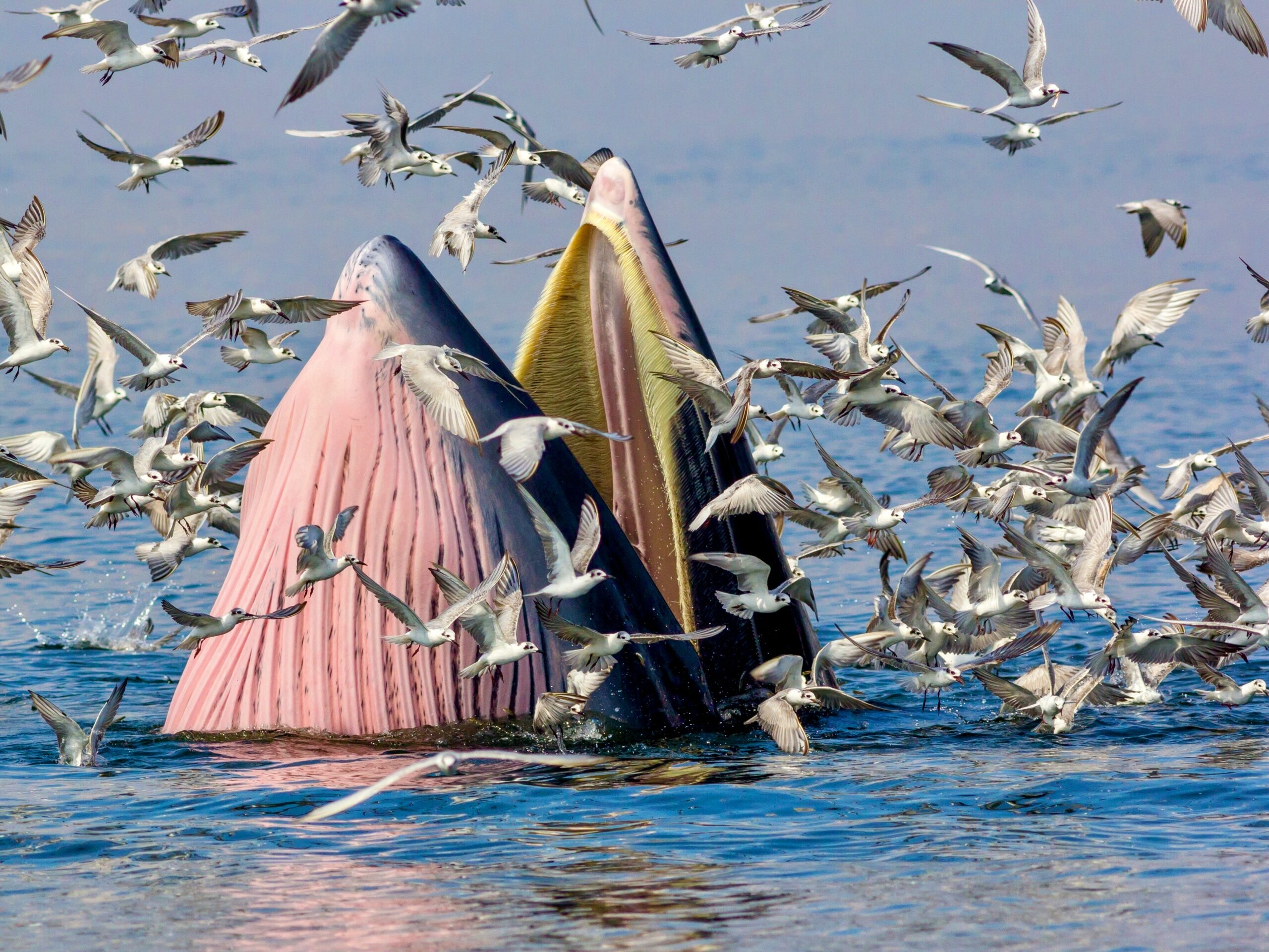 "Oral plug" prevents whales from drowning while they eat - Earth.com