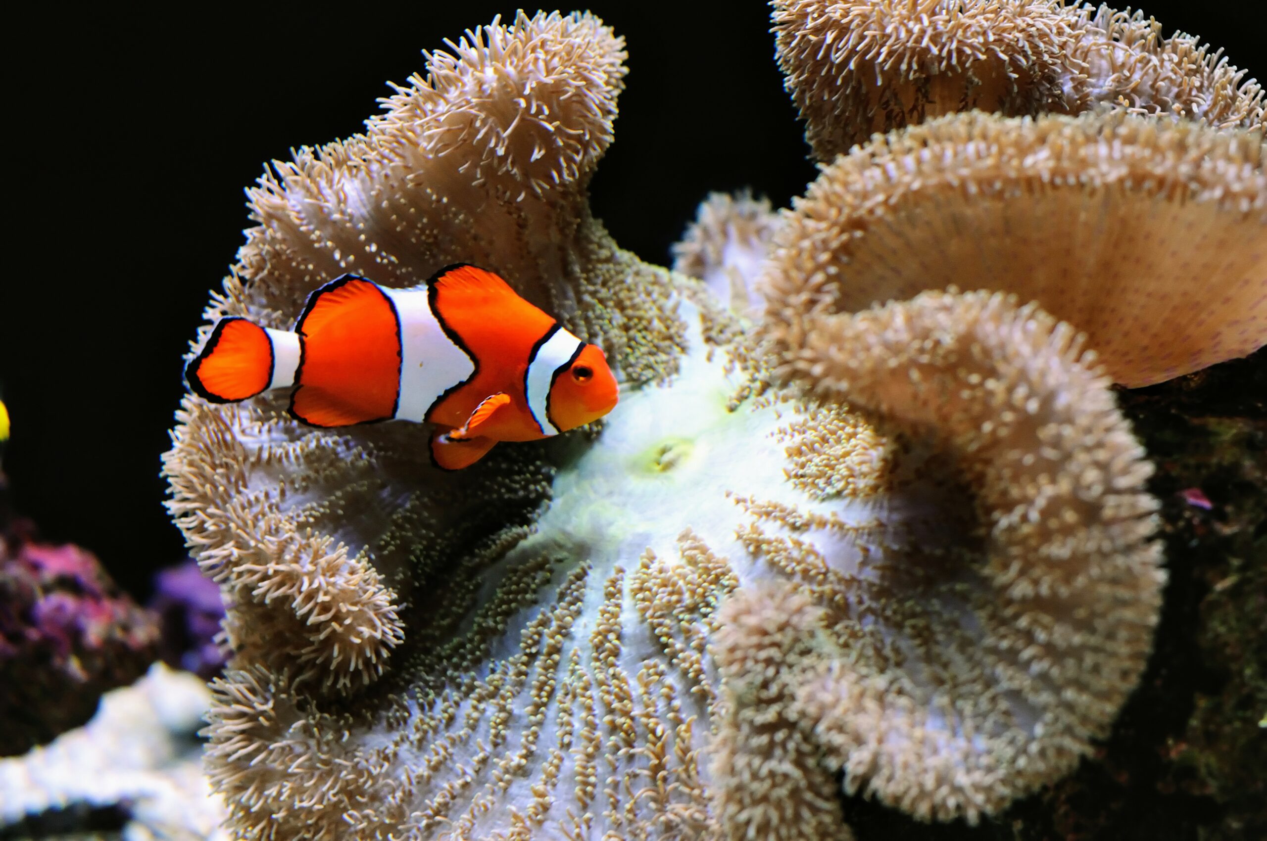 Mediterranean coral populations collapse after repeated heatwaves ...