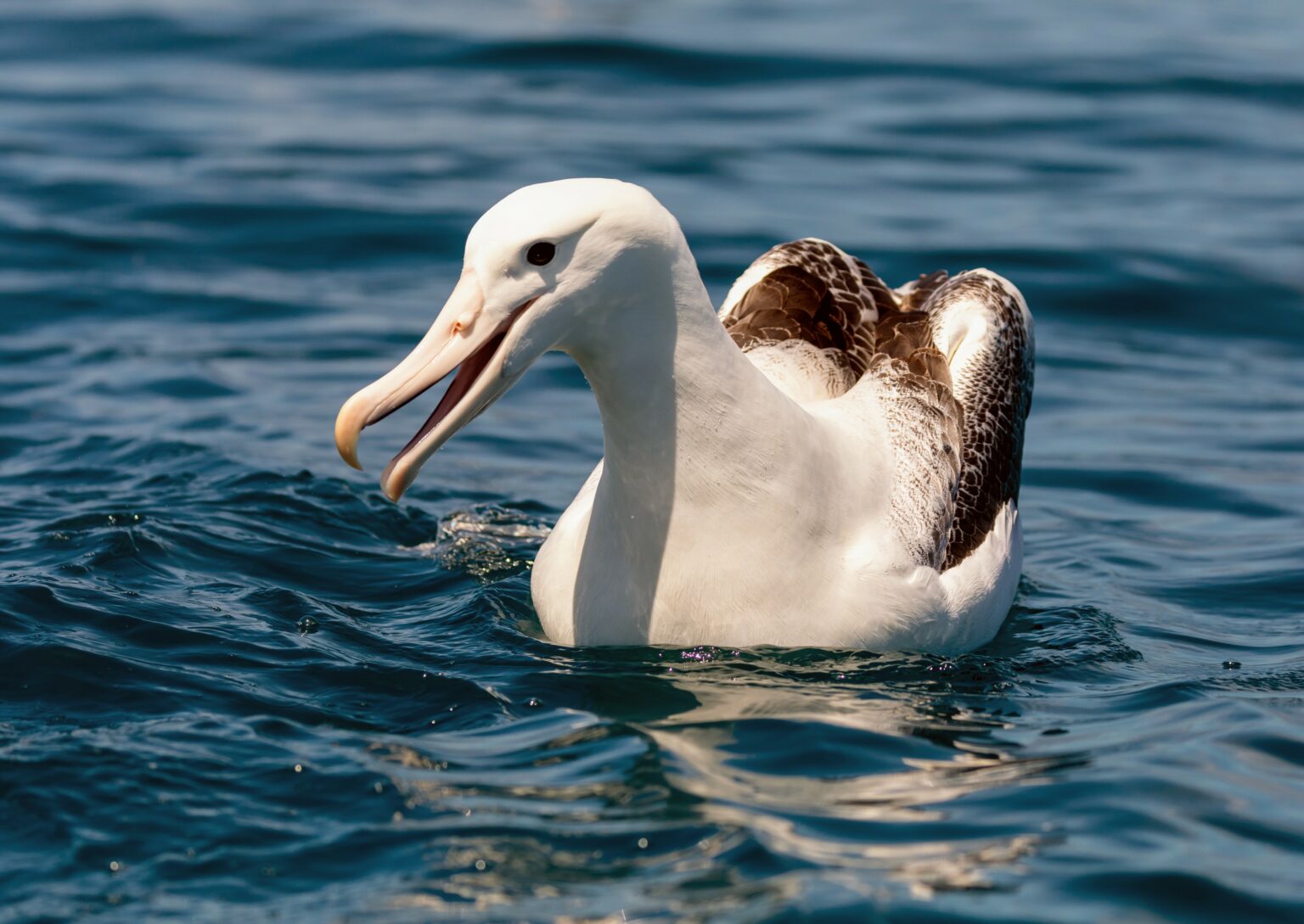 Albatrosses can dive much deeper than previously thought • Earth.com
