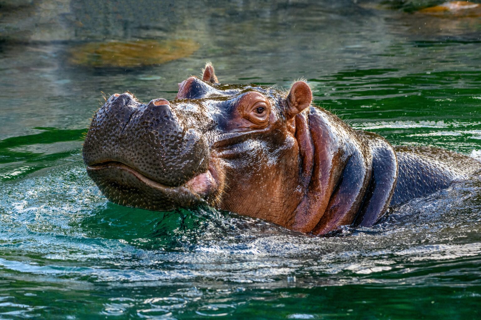 Hippos can recognize the voices of their friends • Earth.com