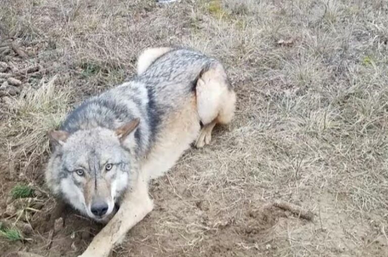 Earth Woman Finds Wolf Caught In Trap And Has To Help - Earth.com