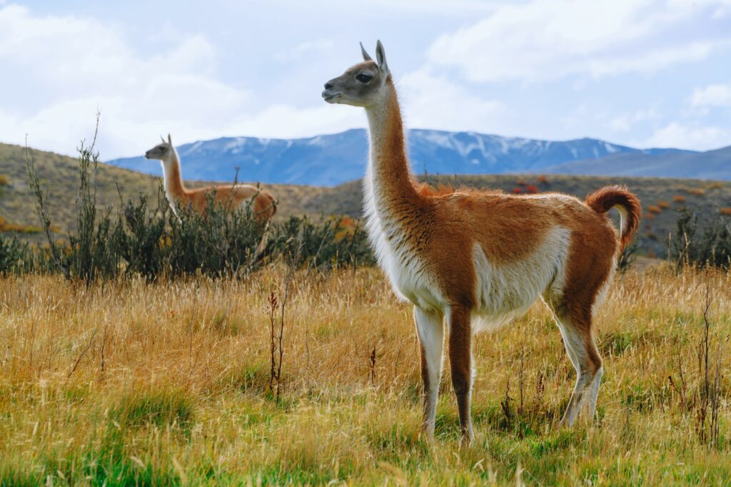 Vicuñas and guanacos decimated by mange outbreak - Earth.com