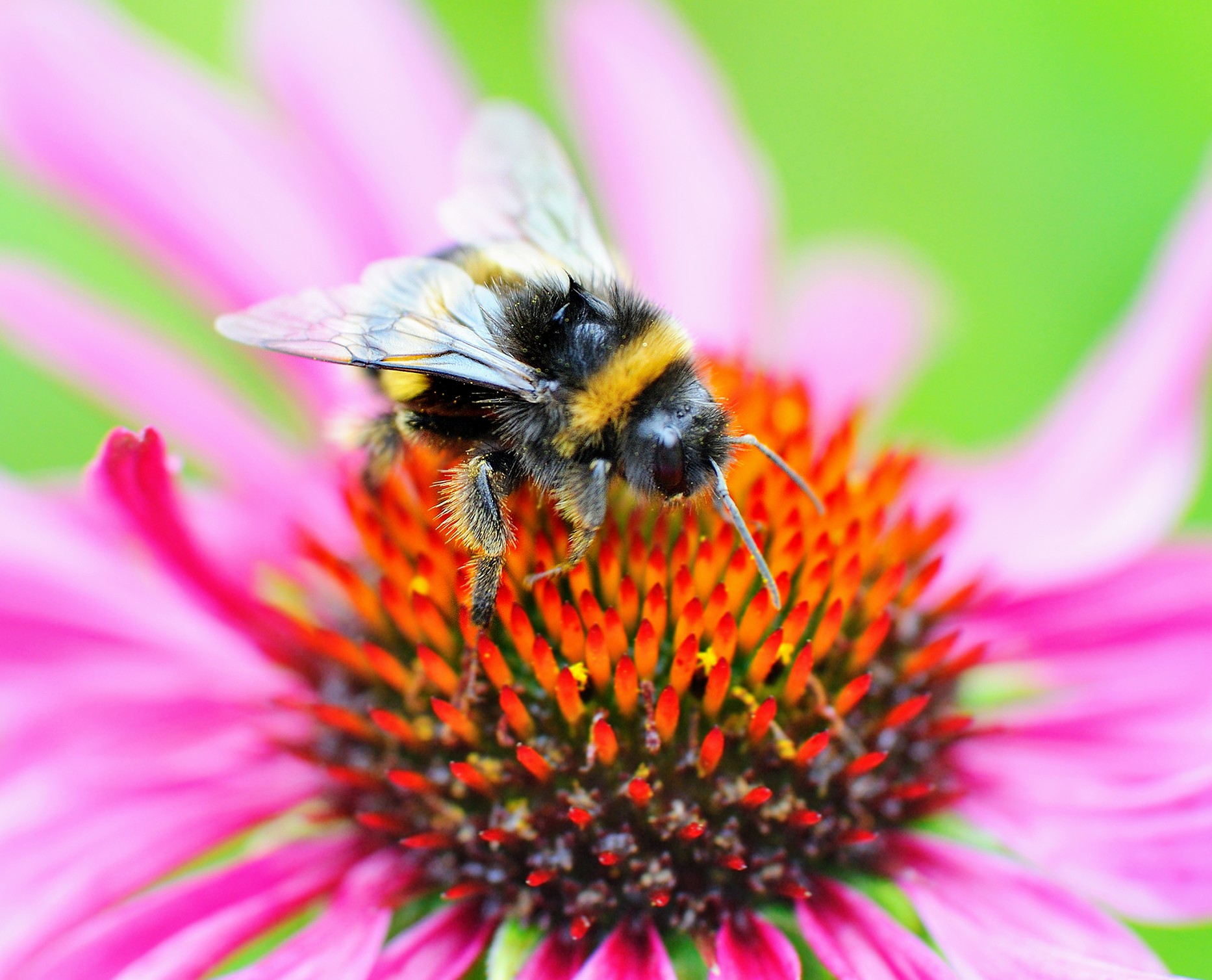 A balanced diet improves bumblebee health - Earth.com