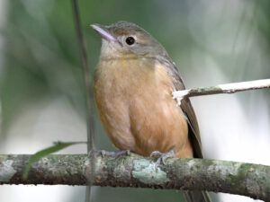 Wait, There Are Poisonous Birds? - Earth.com