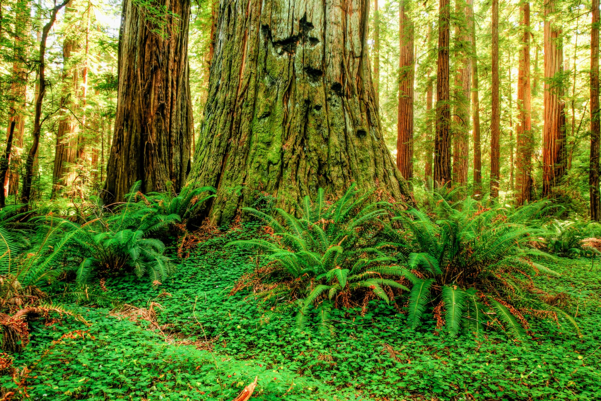 Temperate rainforests can help fight climate change • Earth.com