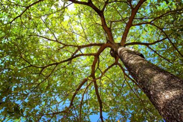 Trees have a better chance of survival in less crowded forests • Earth.com