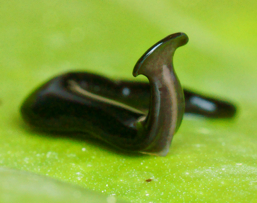 Two new species of invasive flatworms discovered - Earth.com