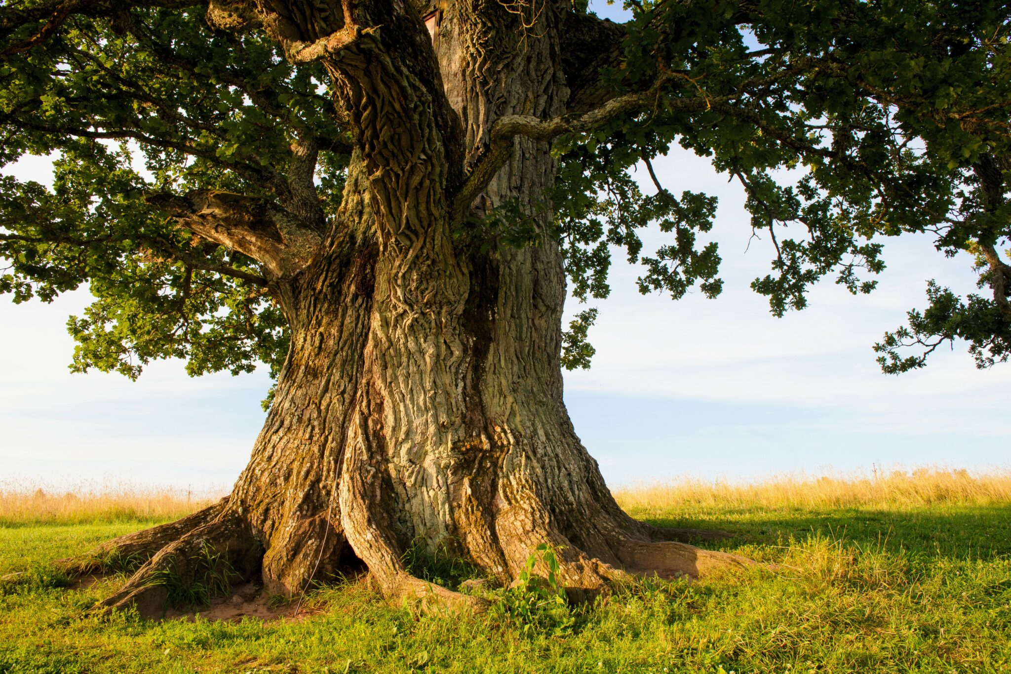 Ancient trees are vital to forest survival • Earth.com